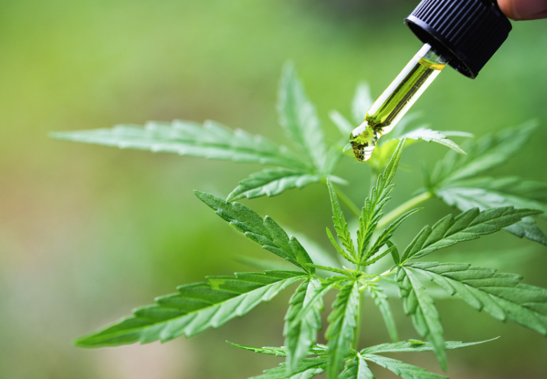 Aloe Vera: The Secret Weapon in Growing and Fertilizing Hemp